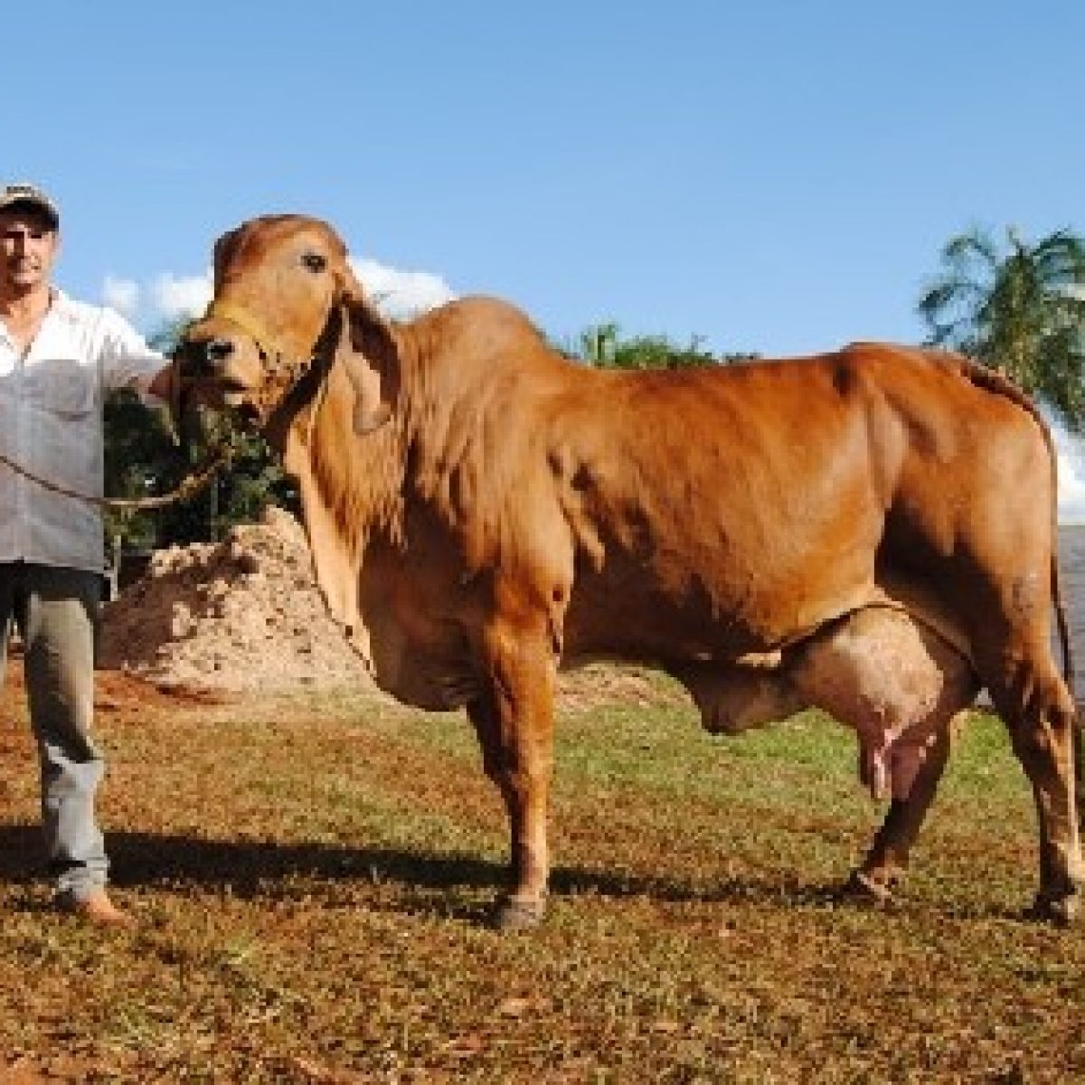 Gir Cow now records over 62 litres/day in Brazil... Religion World