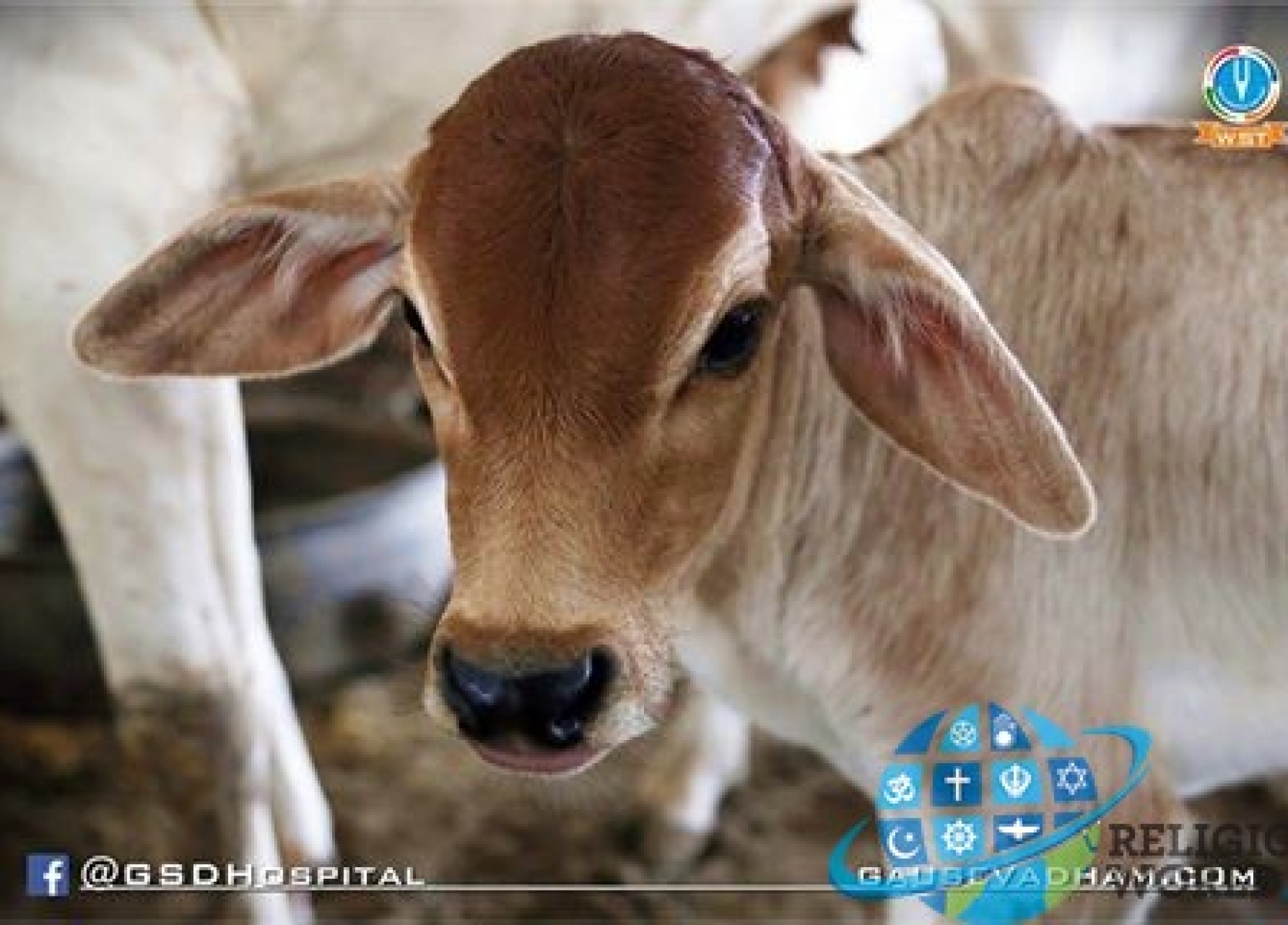 Seva: GAU SEVA DHAM : A hospital for Cows Religion World