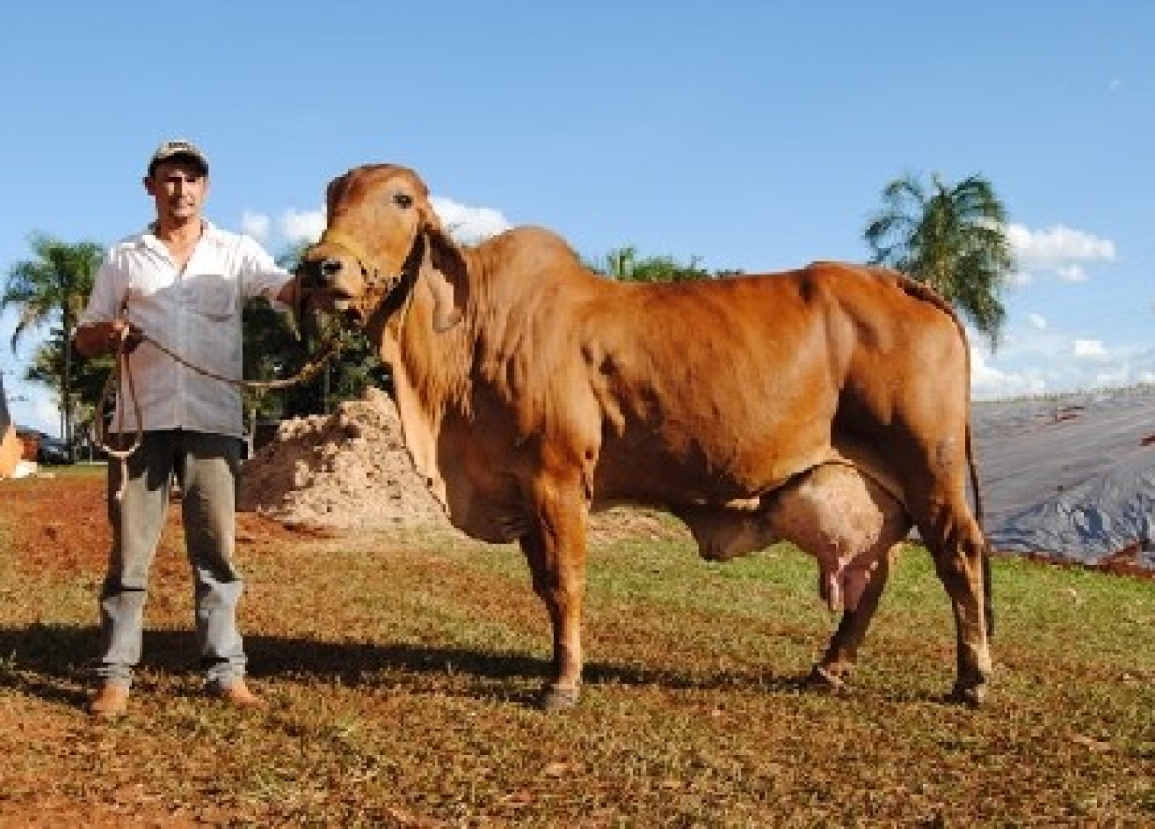 Gir Cow now records over 62 litres/day in Brazil... Religion World